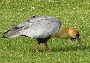 29 Types of Ibis by Avibirds