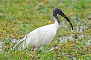 29 Types of Ibis by Avibirds