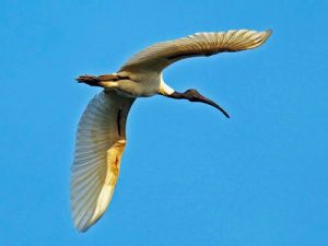 29 Types of Ibis by Avibirds