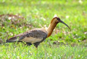 29 Types of Ibis by Avibirds