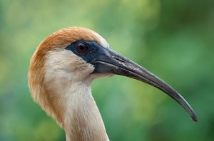 29 Types of Ibis by Avibirds