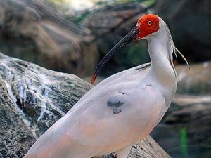 29 Types of Ibis by Avibirds