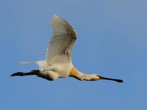 6 Types of Spoonbills (Genus Platalea)