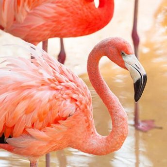 Flamingos - Phoenicopteridae Family Of “Flame-Colored” Birds