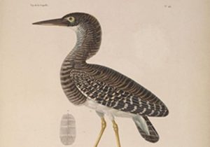 Ardeidae Index - Herons, Egrets, And Bitterns
