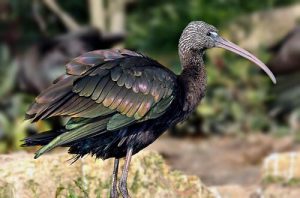 29 Types of Ibis by Avibirds