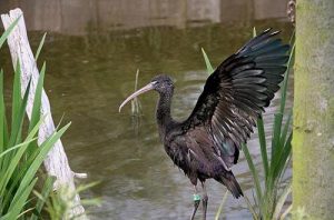 29 Types of Ibis by Avibirds