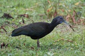 29 Types of Ibis by Avibirds