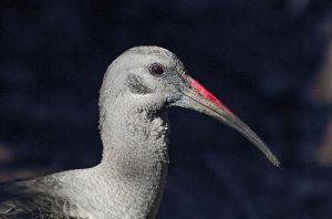 29 Types of Ibis by Avibirds