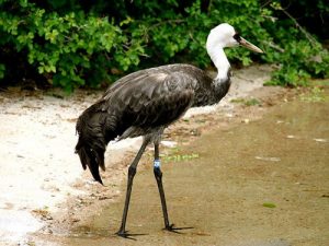 Types of Cranes Birds - Gruidae Index