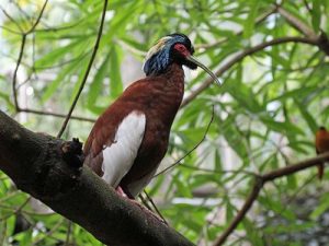 29 Types of Ibis by Avibirds