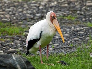 Ciconidae Index - Types of Stork