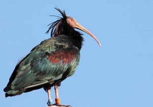 29 Types of Ibis by Avibirds