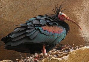 29 Types of Ibis by Avibirds