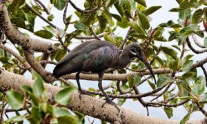 29 Types of Ibis by Avibirds