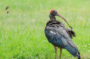 29 Types of Ibis by Avibirds