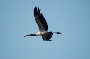 29 Types of Ibis by Avibirds