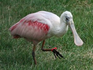 6 Types of Spoonbills (Genus Platalea)