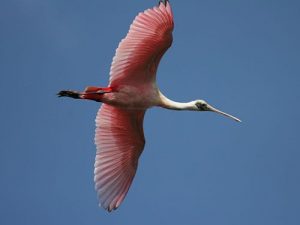 6 Types of Spoonbills (Genus Platalea)