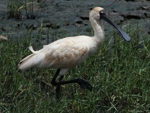 6 Types of Spoonbills (Genus Platalea)