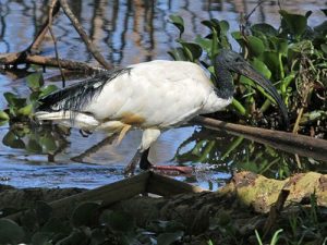 29 Types of Ibis by Avibirds