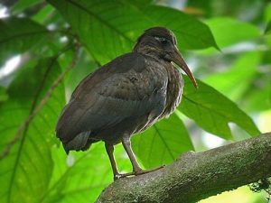 29 Types of Ibis by Avibirds