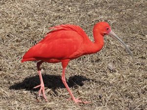 29 Types of Ibis by Avibirds