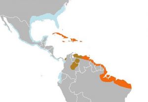 29 Types of Ibis by Avibirds