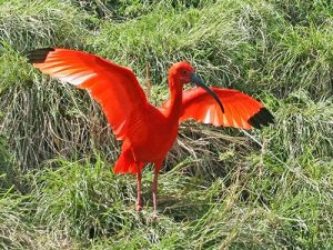 29 Types of Ibis by Avibirds