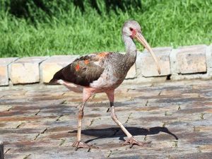 29 Types of Ibis by Avibirds