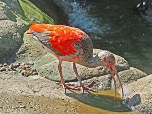 29 Types of Ibis by Avibirds