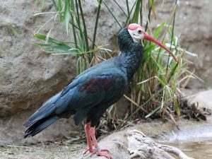 29 Types of Ibis by Avibirds