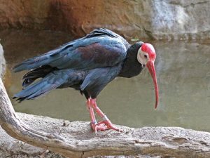 29 Types of Ibis by Avibirds