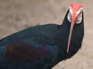 29 Types of Ibis by Avibirds