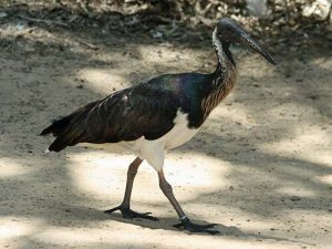 29 Types of Ibis by Avibirds