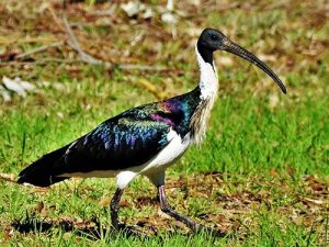 29 Types of Ibis by Avibirds