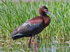 29 Types of Ibis by Avibirds