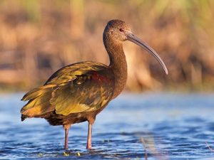 29 Types of Ibis by Avibirds