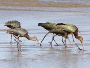 29 Types of Ibis by Avibirds