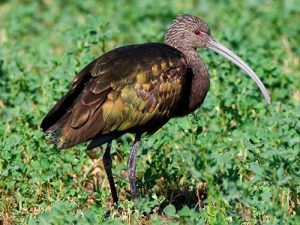 29 Types of Ibis by Avibirds