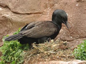 Types of Cormorants And Shags (Phalacrocoracidae Family)