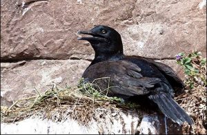 Types of Cormorants And Shags (Phalacrocoracidae Family)