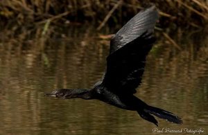 Types of Cormorants And Shags (Phalacrocoracidae Family)