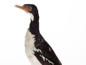Types of Cormorants And Shags (Phalacrocoracidae Family)