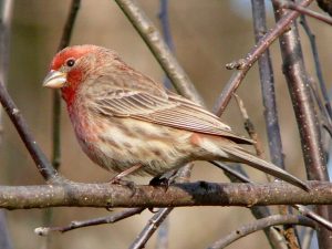 The 10 Finches Of Michigan And Where To Find Them