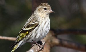 The 10 Finches Of Michigan And Where To Find Them