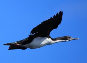 Types of Cormorants And Shags (Phalacrocoracidae Family)