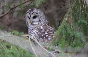 The 8 Owls Of Kentucky And Where To Find Them