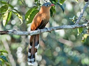 Cuckoo bird - All birds of Cuculidae Family with photos