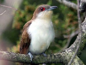 Cuckoo bird - All birds of Cuculidae Family with photos